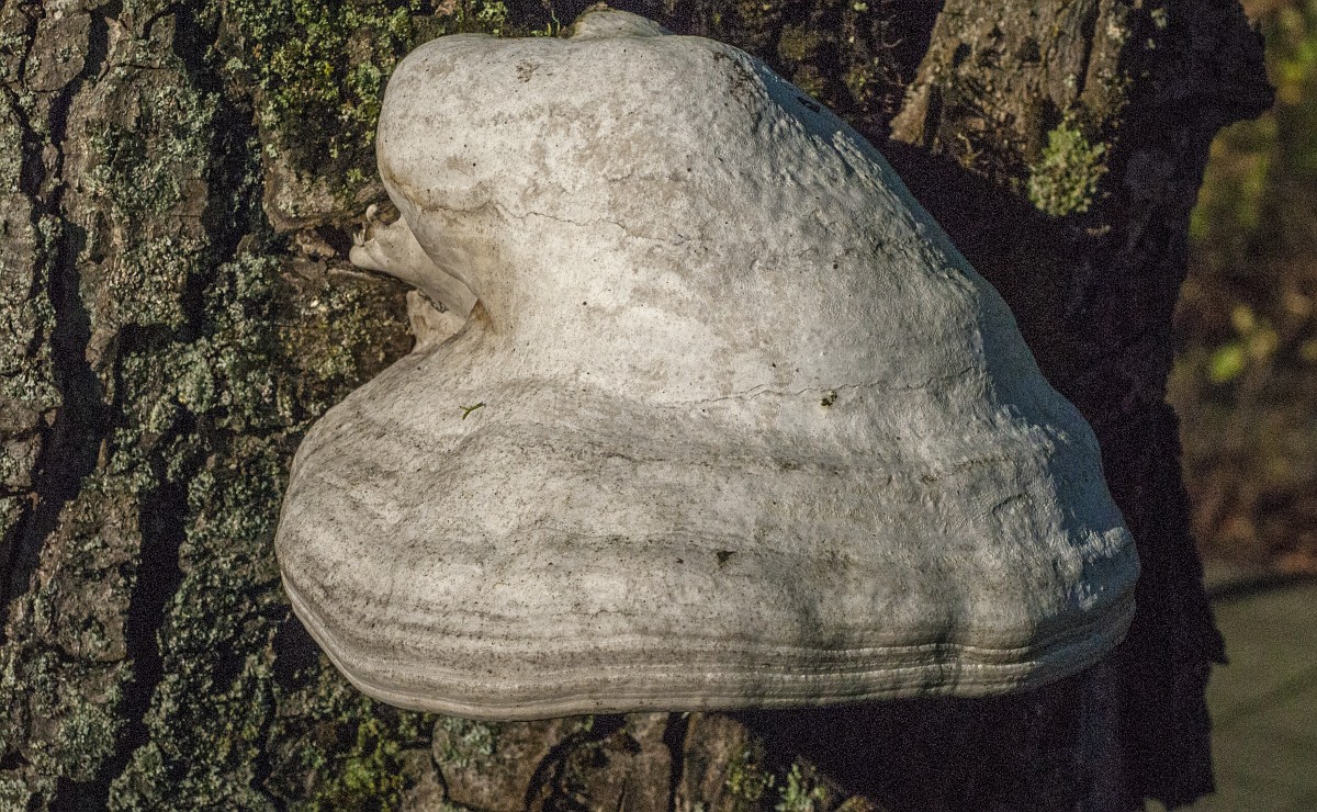 Fomes fomentarius, Hoof Tinder Fungus